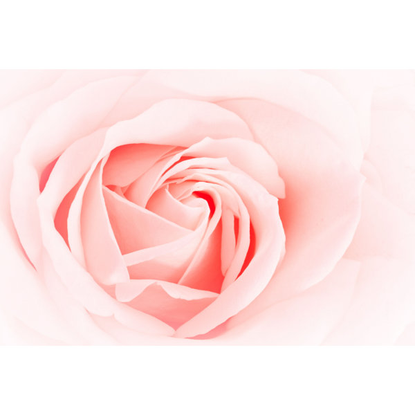 Ebern Designs Pink Rose On Canvas by Picleidenschaft Print | Wayfair