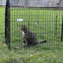 Archie & Oscar™ Lindquist Galvanized Cage with Cover for Dog, Rabbit ...