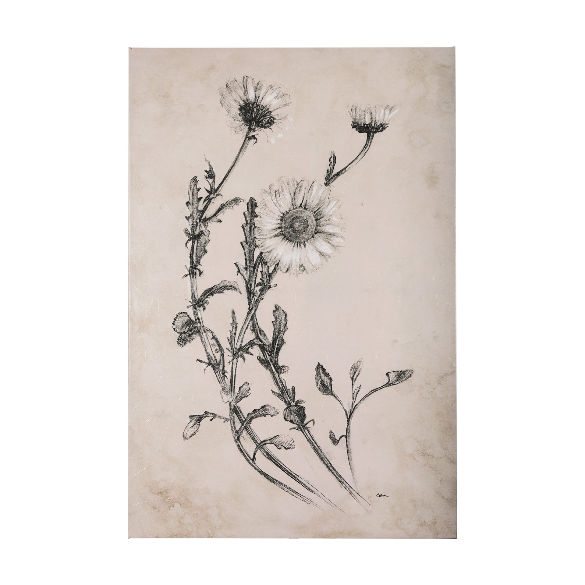 Rosalind Wheeler Chamomile Drawing I a Hand Embelished Textured Canvas ...