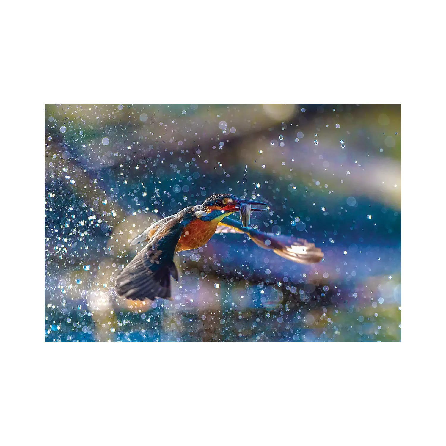 Latitude Run Kingfisher Backlight by Marco Redaelli - Wrapped Canvas ...
