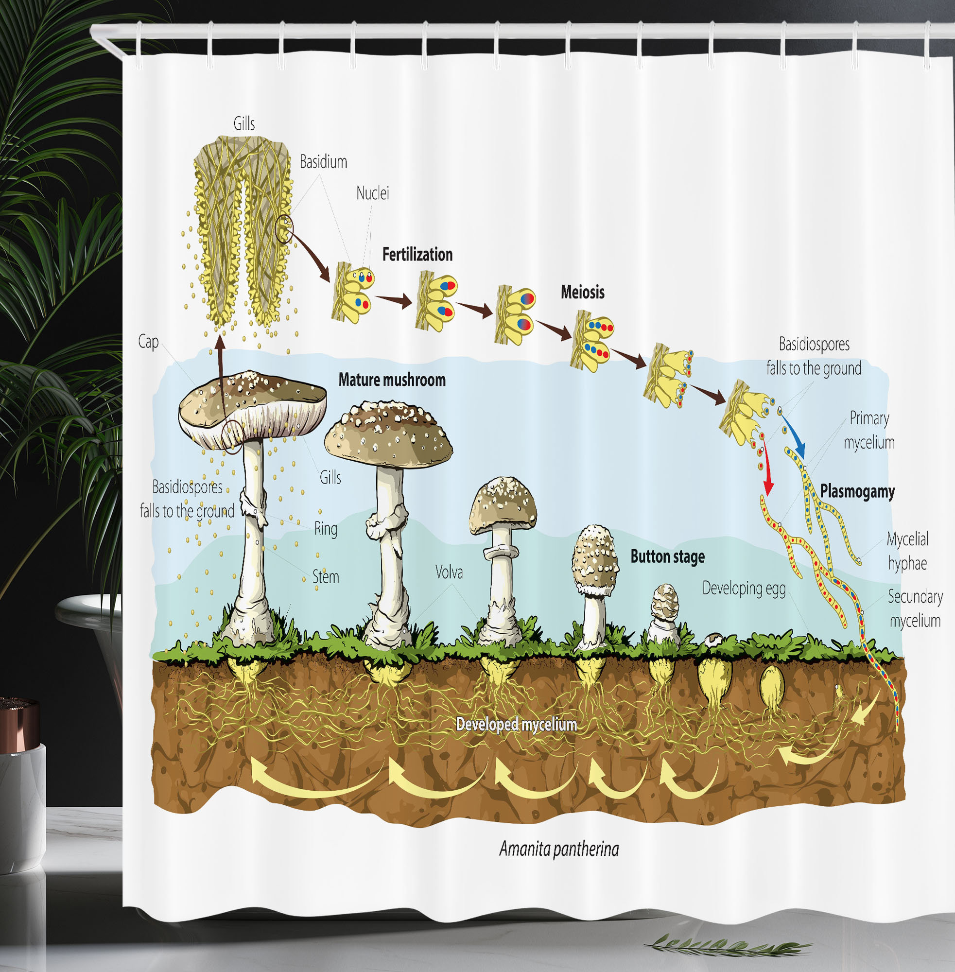 East Urban Home Biology Shower Curtain Life Cycle of Mushrooms ...