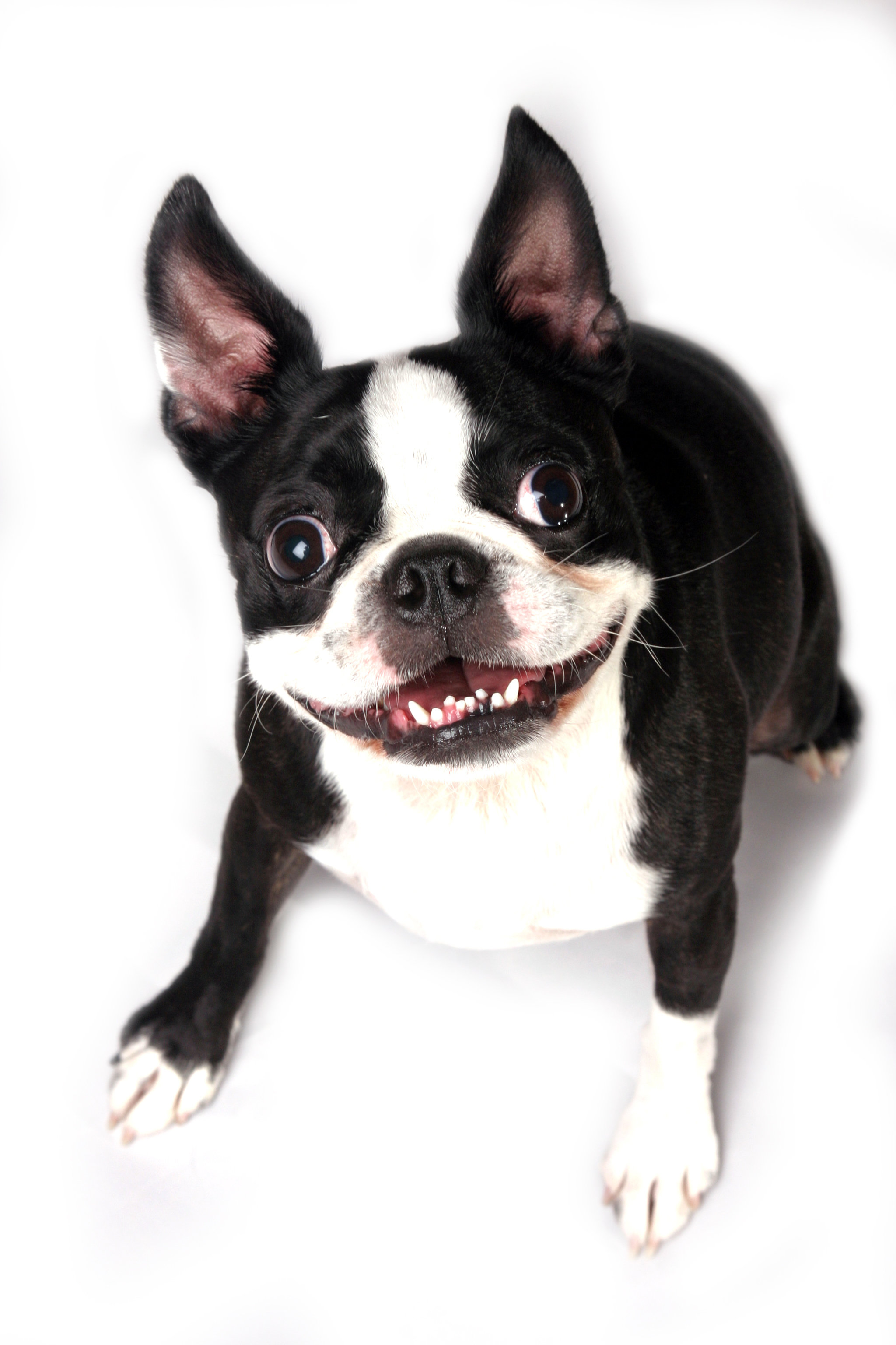 Latitude Run® Grin Dog by Vectorarts | Wayfair