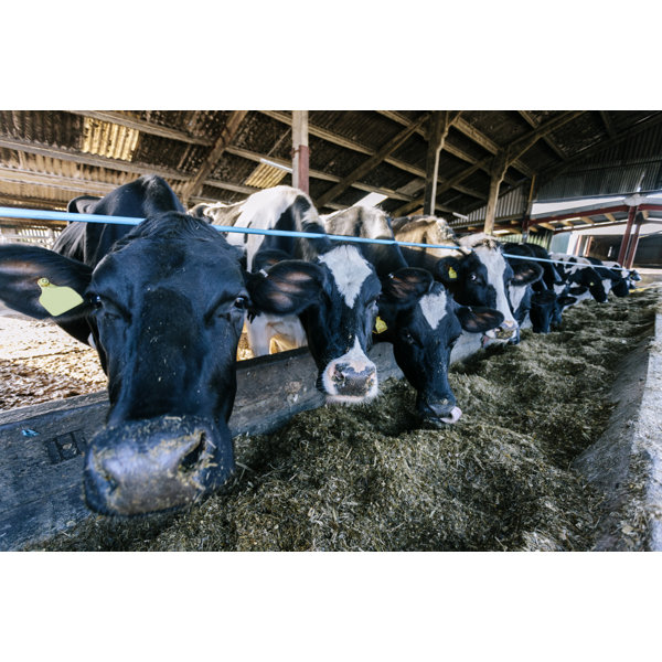 Brambly Cottage Devon Holsteins by Urbancow - No Frame Art Prints on ...
