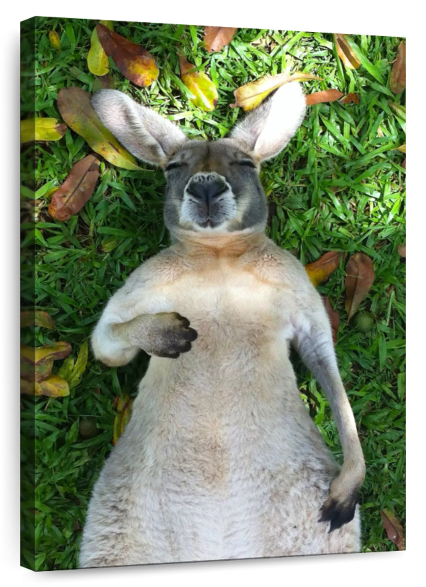 Millwood Pines Sleeping Kangaroo - Wayfair Canada