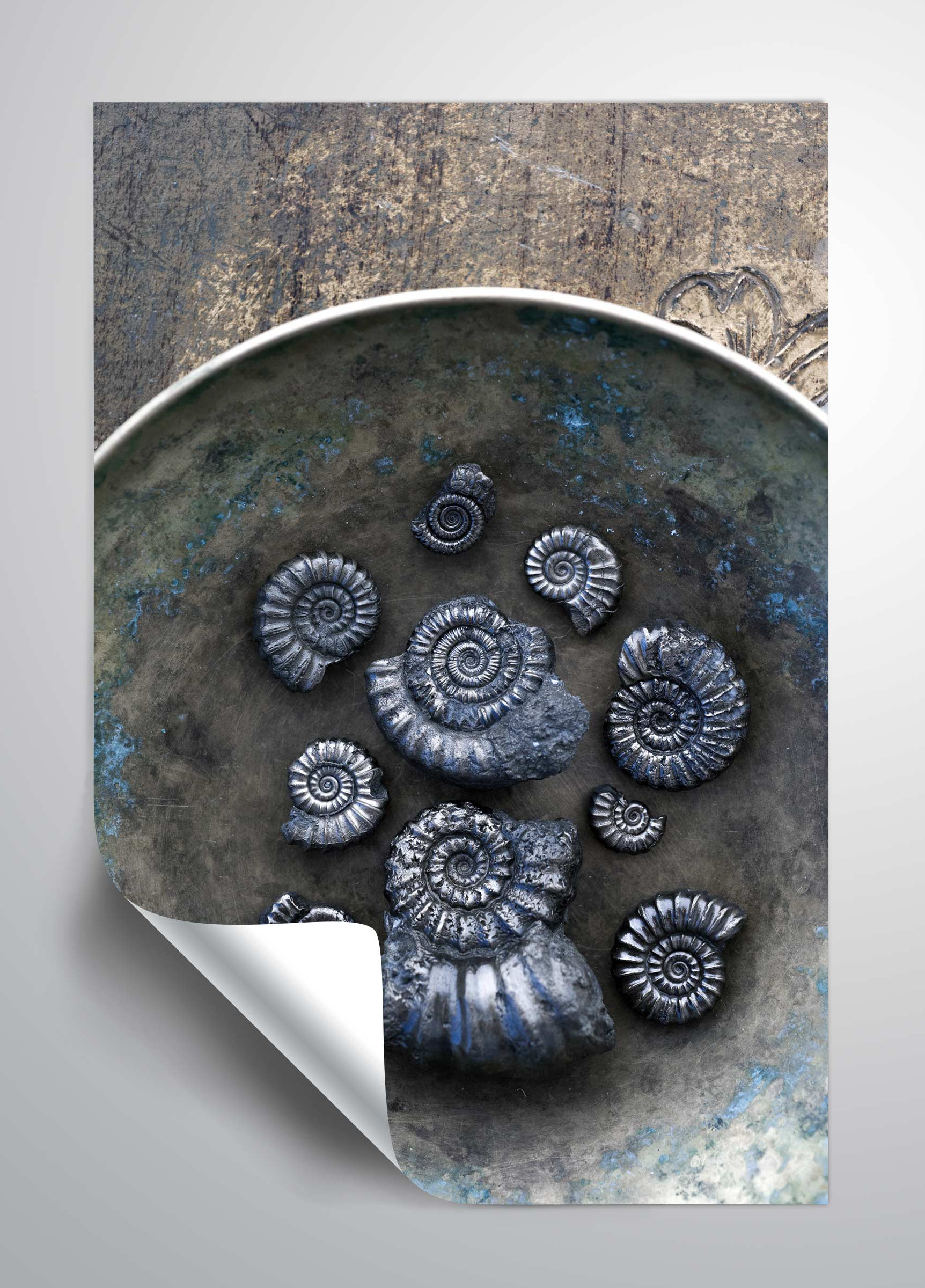 World Menagerie Fossil and Patina Removable Wall Decal | Wayfair