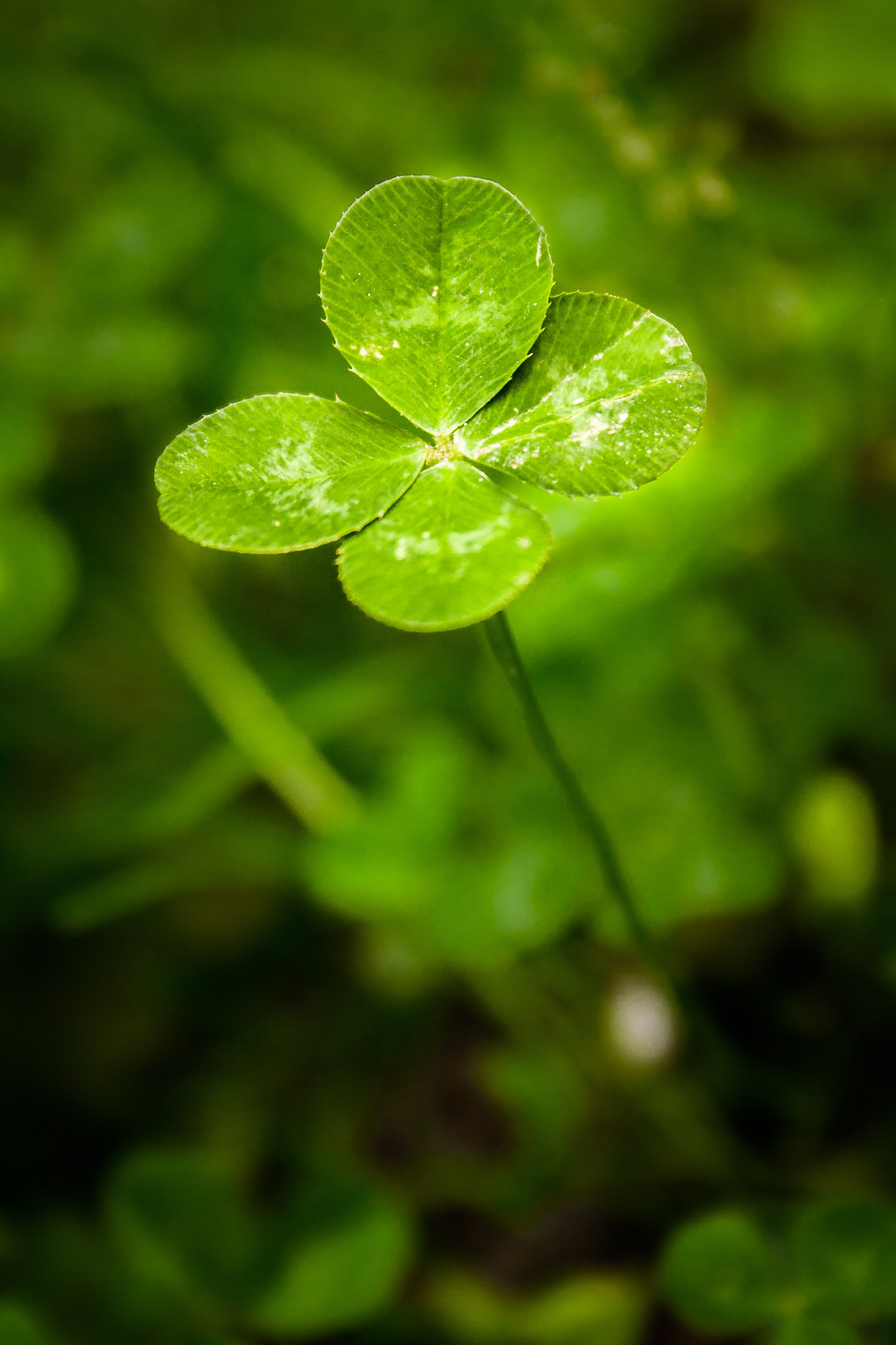 Latitude Run® Four Leaf Clover by Dejan Kolar | Wayfair