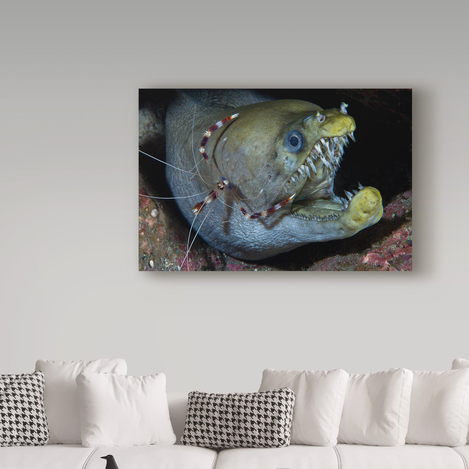 Trademark Fine Art 'Viper Moray and Boxer Shrimp' Graphic Art Print on ...