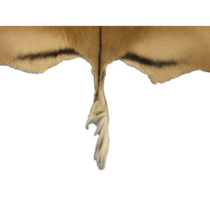 Wayfair Samples Jeisy Impala Antelope Skin - Leather Accent Deer Skin ...