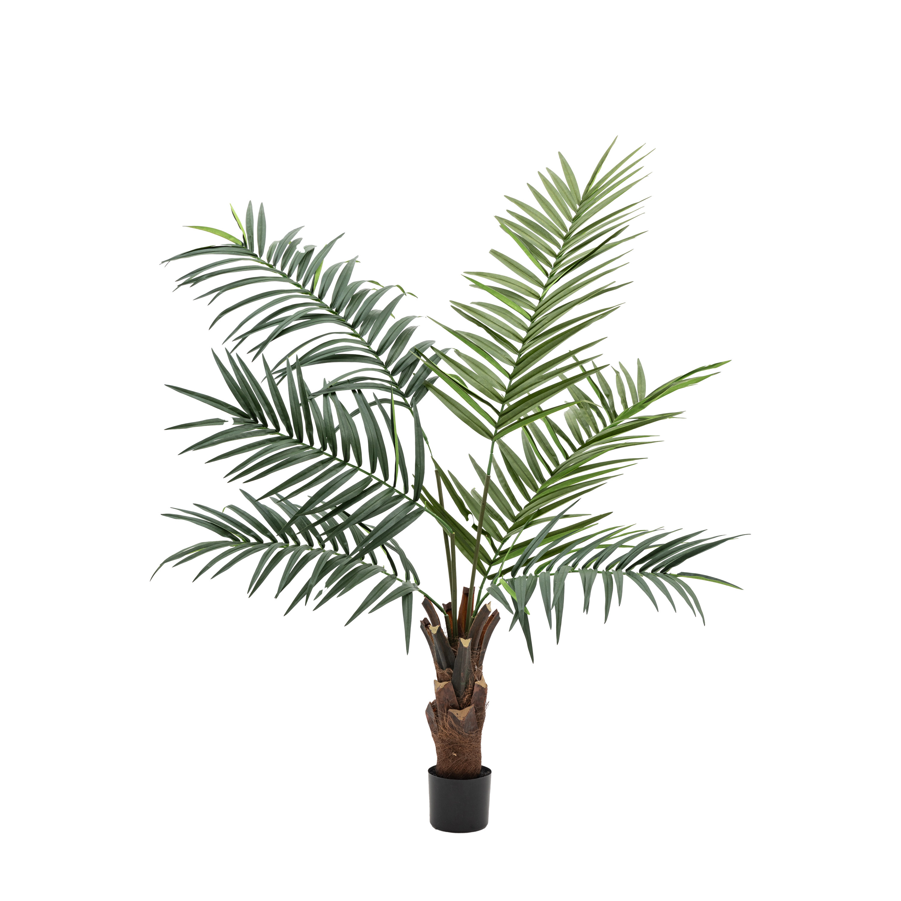 The Seasonal Aisle Potted King Kentia Palm Tree 5ft | Wayfair.co.uk