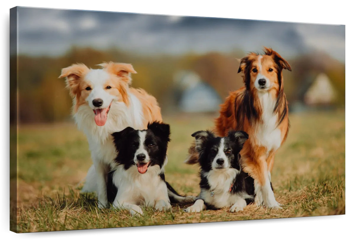 Ebern Designs Crowle Border Collie Dogs | Wayfair