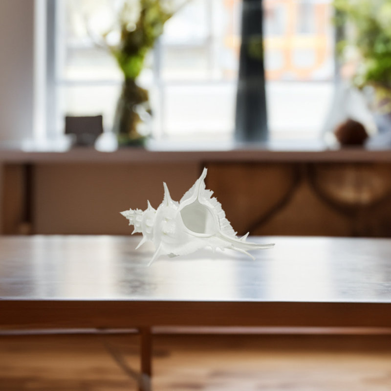 Rosecliff Heights Ulm Murex Alabaster White Shell | Wayfair