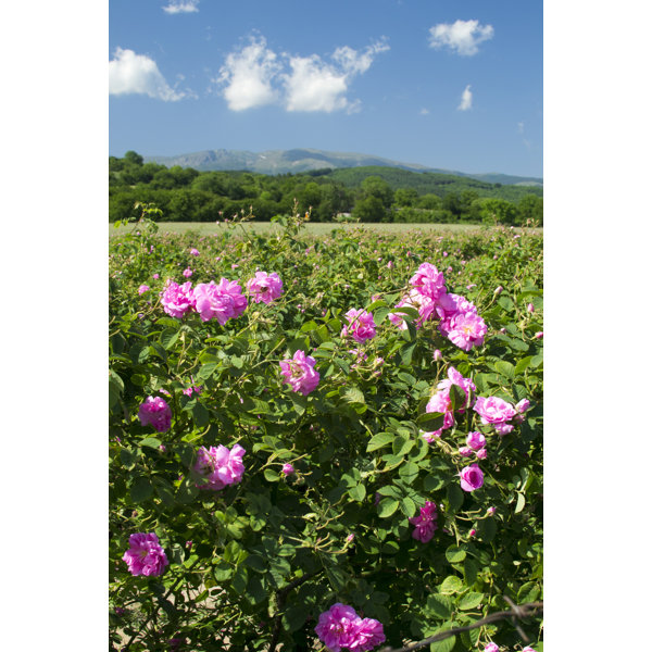 Ebern Designs " Rose Fields " by Petarpaunchev | Wayfair