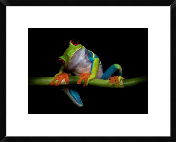 Global Gallery 'Curiosity' by Ferdinando Valverde Framed Photographic ...