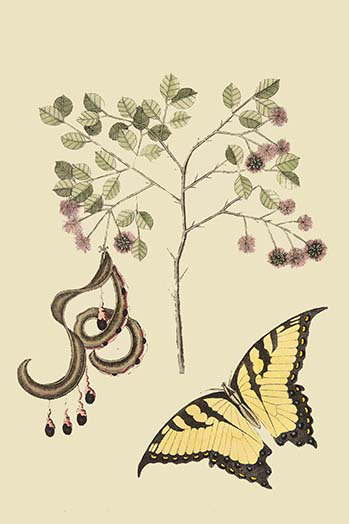 Buyenlarge Acacia and Sulphur Butterfly - Graphic Art Print | Wayfair