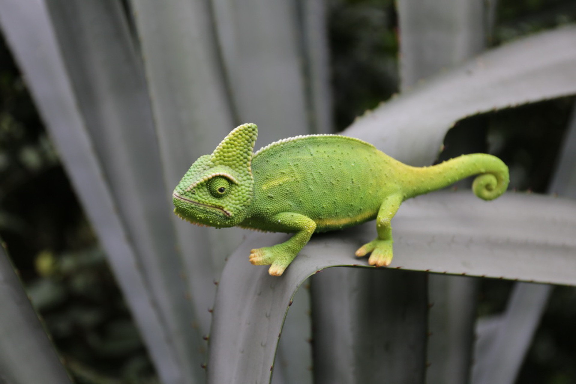 Hi-Line Gift Ltd. Chameleon Statue & Reviews | Wayfair
