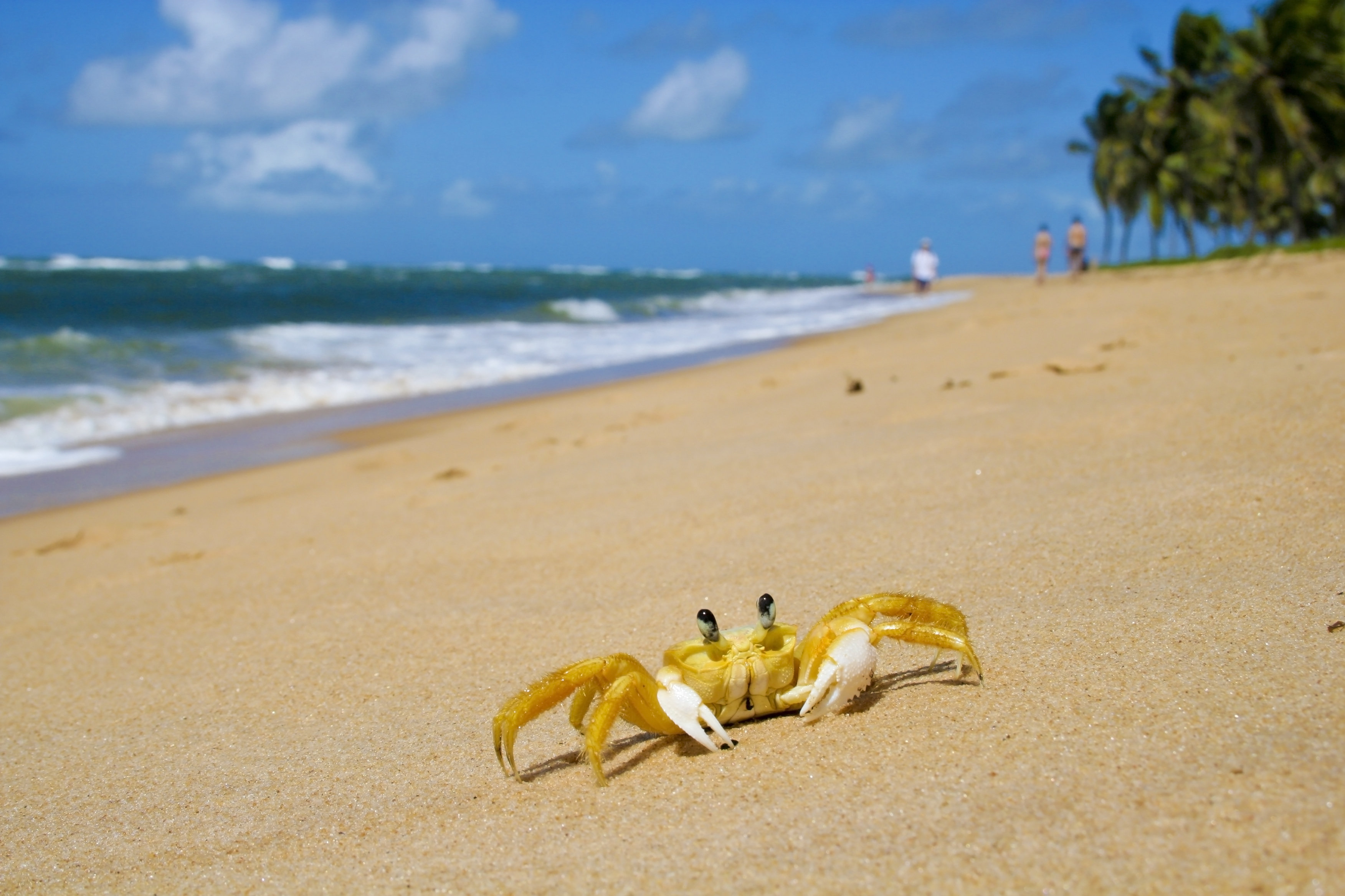 Highland Dunes Crab on the Beach by Rokamura - Wrapped Canvas ...