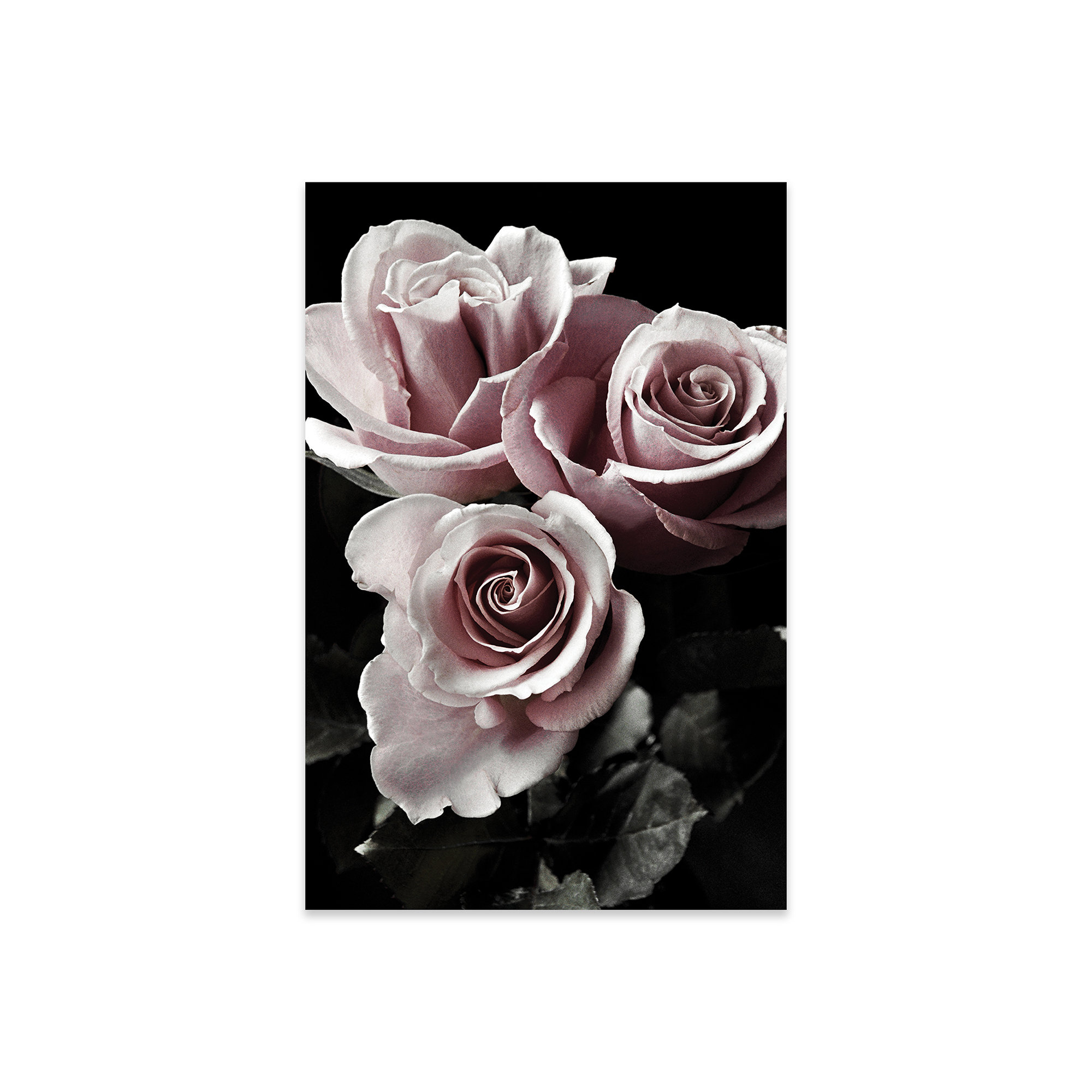 Mercer41 Rose Noir I by Danita Delimont - No Frame Print | Wayfair