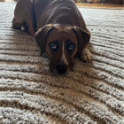 Wade Logan® Aydee Abstract Rug & Reviews | Wayfair