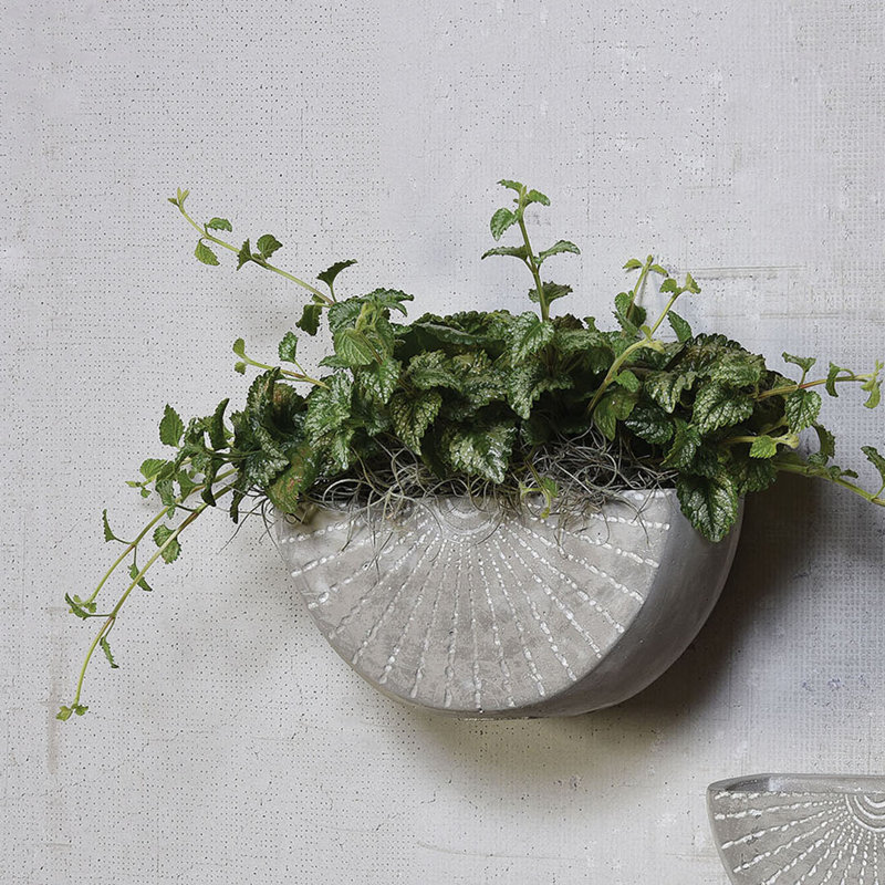 Langley Street® Mathison Cement Wall Planter & Reviews | Wayfair