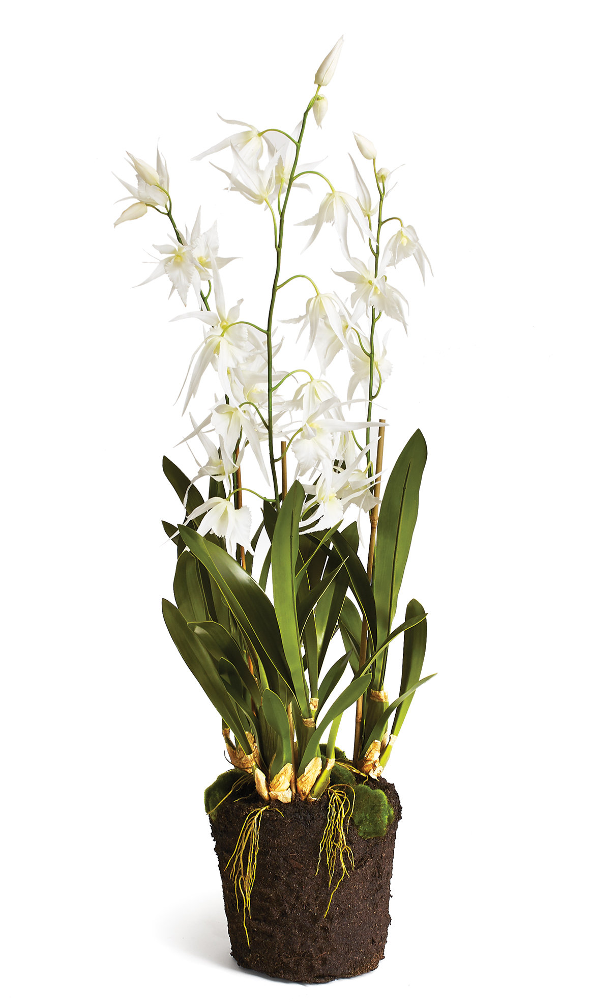 Beachcrest Home Spider Orchid Drop-in Flowering Plant - Wayfair Canada