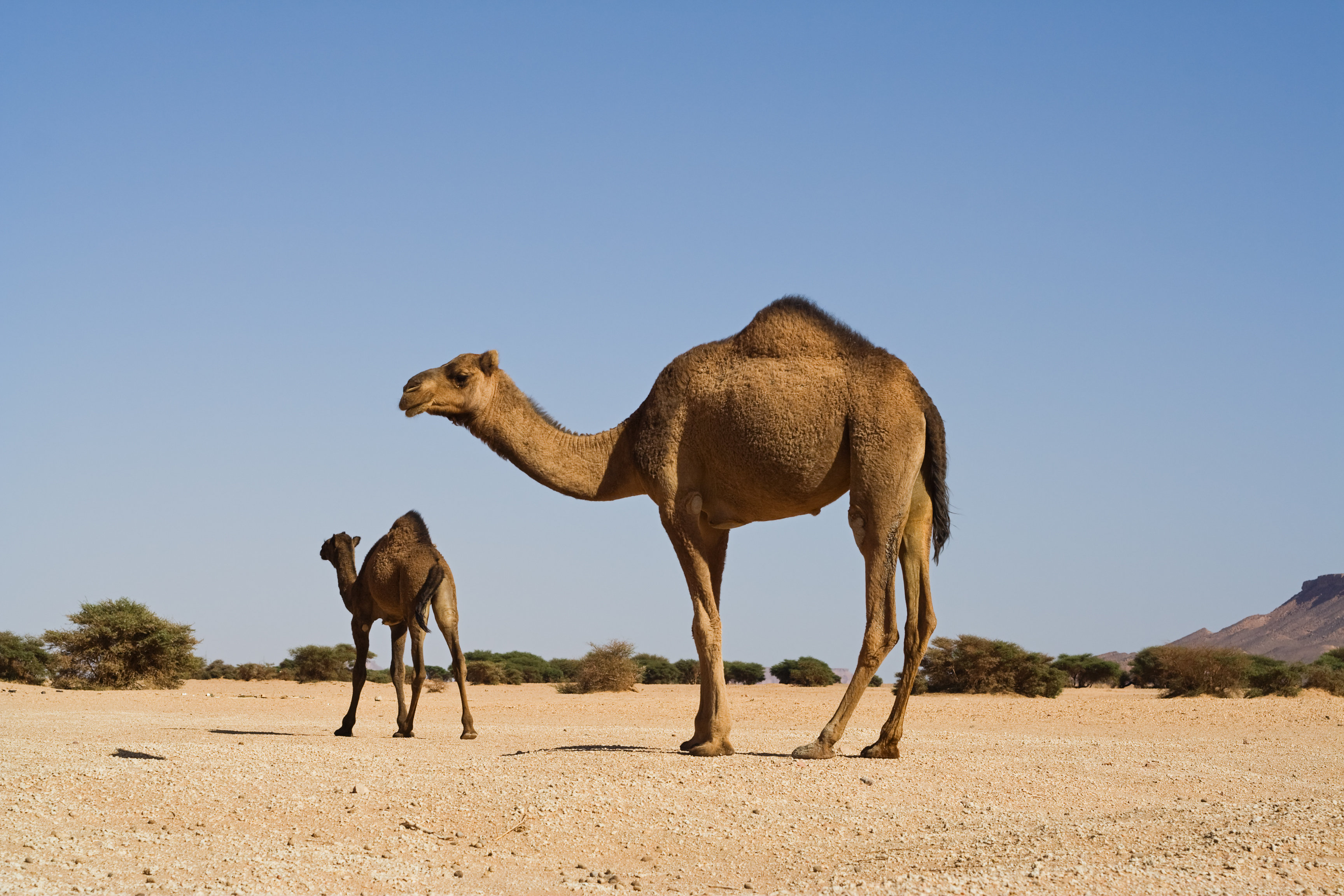 Natur Pur Wild Camel by Cinoby - Print | Wayfair.co.uk