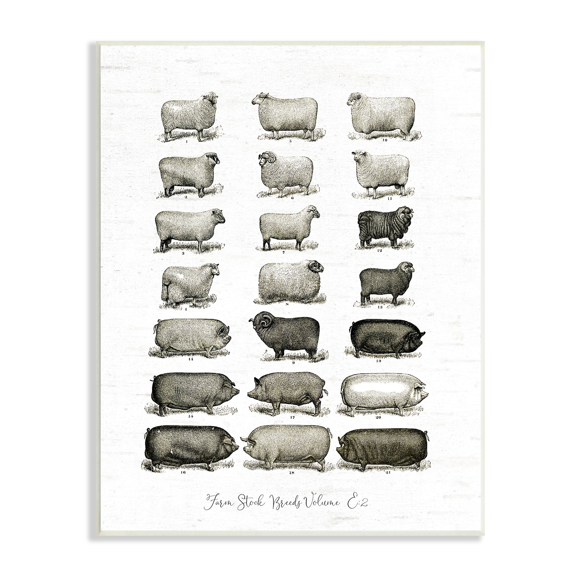 Stupell Industries Farm Animal Breeds Pigs Sheep Diagram Chart Wall ...