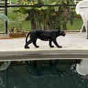 Design Toscano Shadowed Predator Panther Garden Statue & Reviews | Wayfair