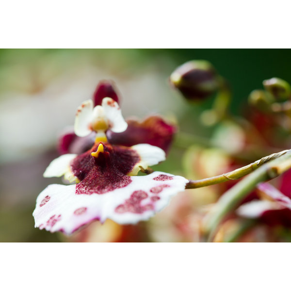 Ebern Designs Dancing Lady Orchid On Canvas by Prettyzhizhi Print ...