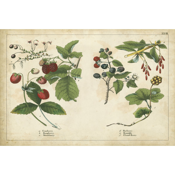 August Grove Kitchen Fruits II - Wrapped Canvas Art Prints | Wayfair.co.uk