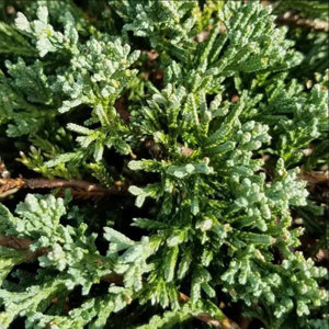 Plants by Mail 2.5 Qt. Blue Rug Juniper - Low-growing Evergreen Shrubs ...