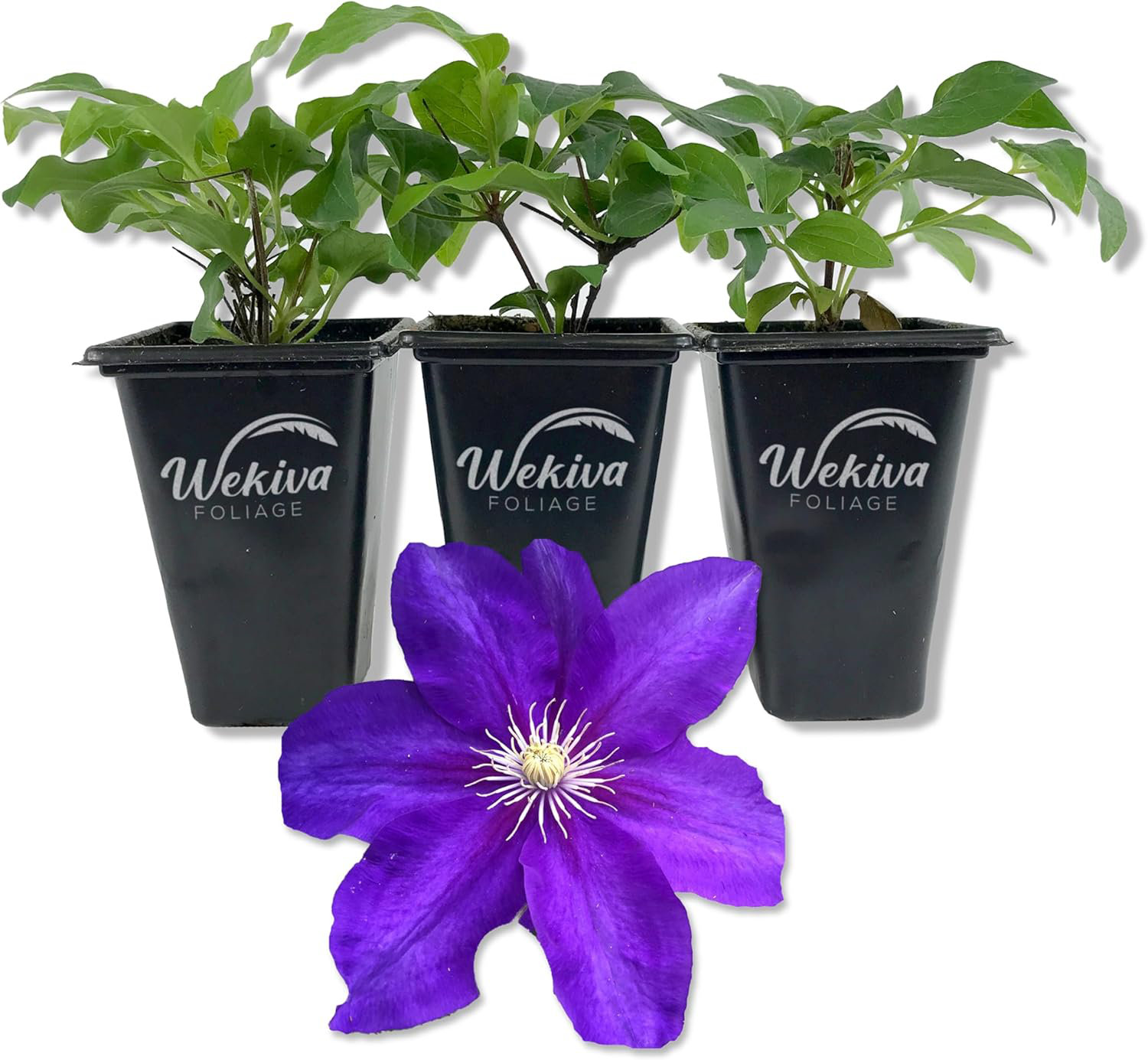 Wekiva Foliage LLC Clematis Duchess of Cornwall - 3 Live Starter Plants ...