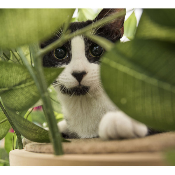 Tucker Murphy Pet™ Kittle Cat Tree and Cat Perches & Reviews | Wayfair