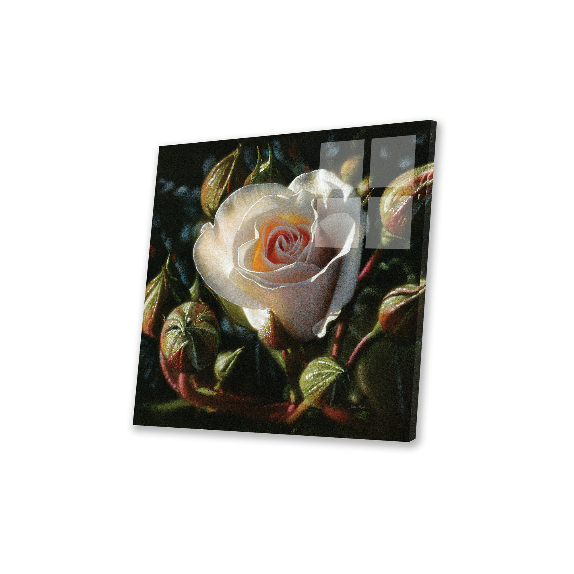 Winston Porter White Rose - First Born On Plastic/Acrylic by Collin ...