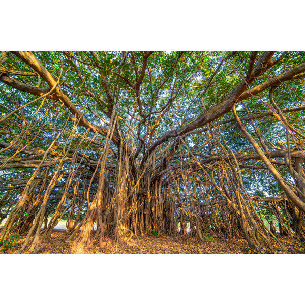 Ebern Designs " Banyan Tree " Print on Canvas | Wayfair