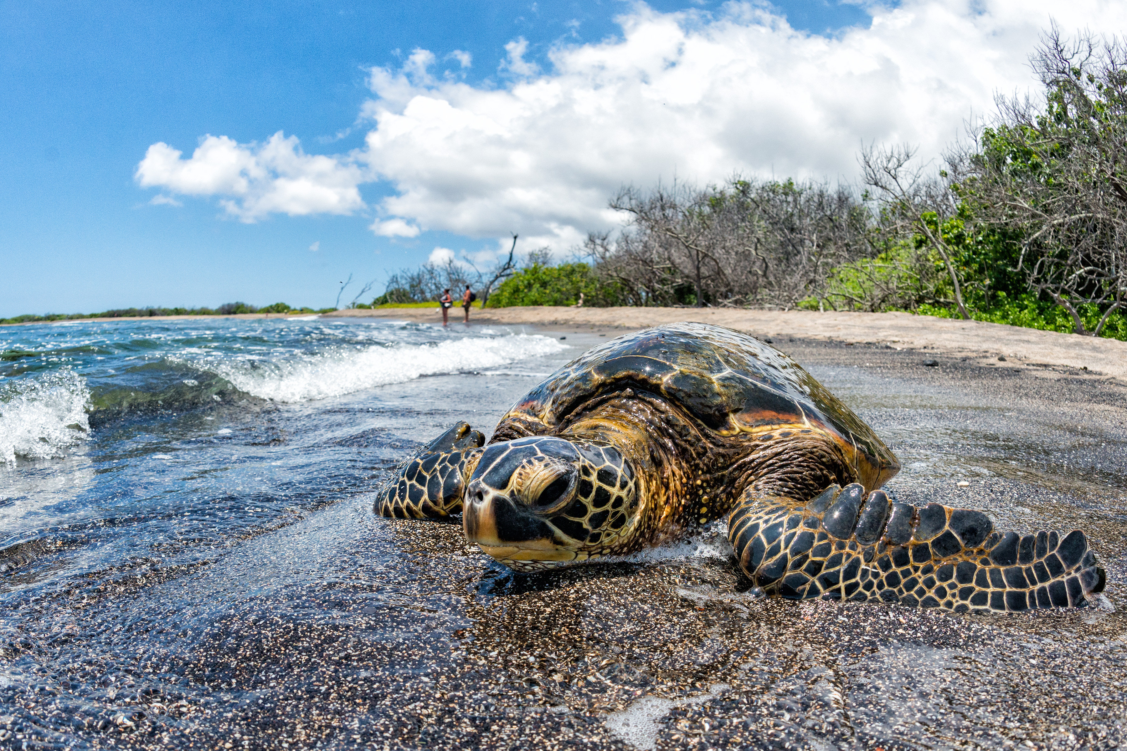 Bay Isle Home™ Green Turtle Arriving by Andrea Izzotti - Wrapped Canvas ...