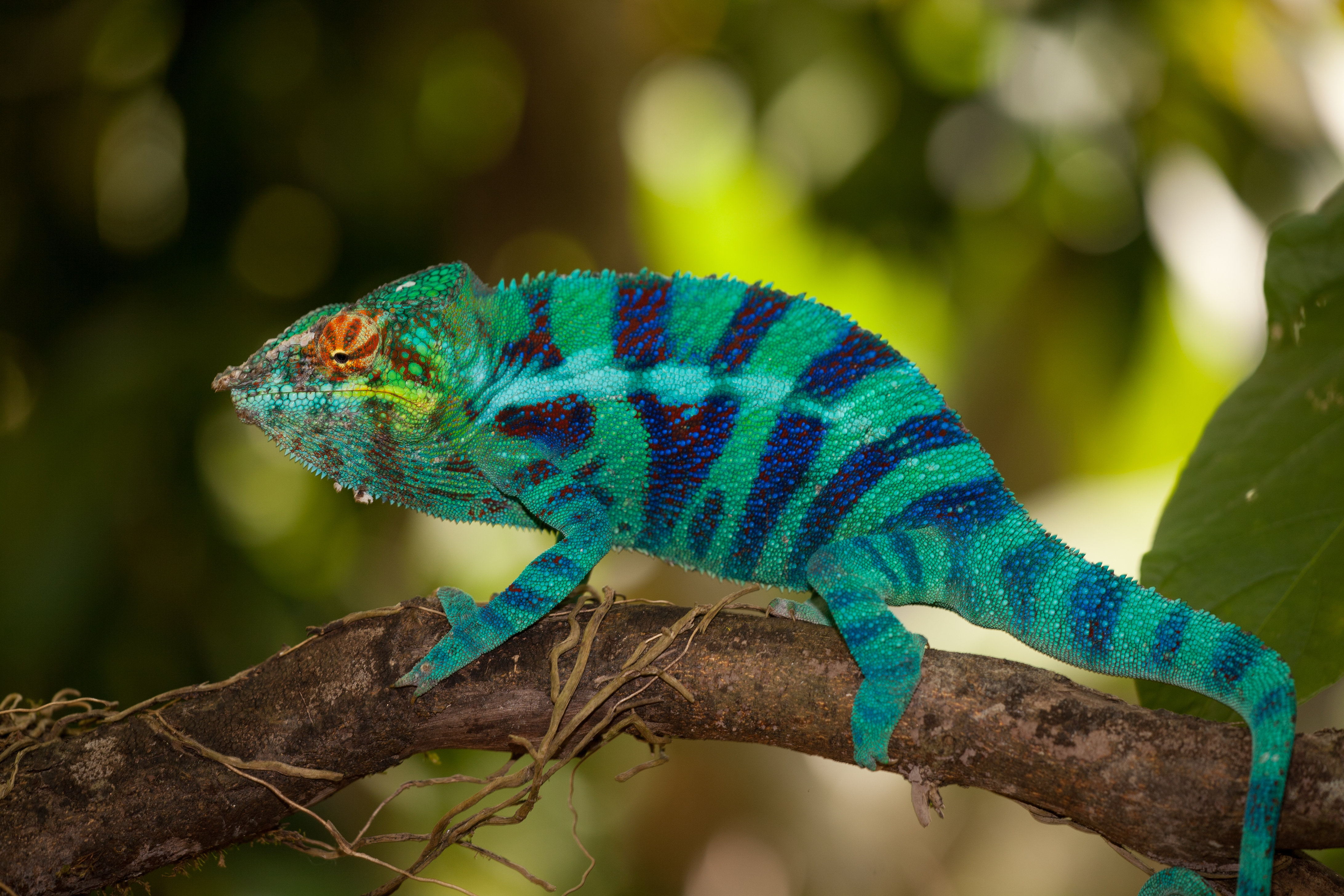 17 Stories Blue Chameleon In A Tree - Wrapped Canvas Art Prints ...
