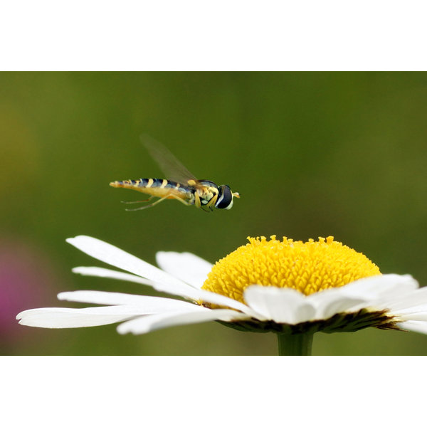 17 Stories Hoverfly On Leucanthemum Vulgare by Pixelleo - Wrapped ...
