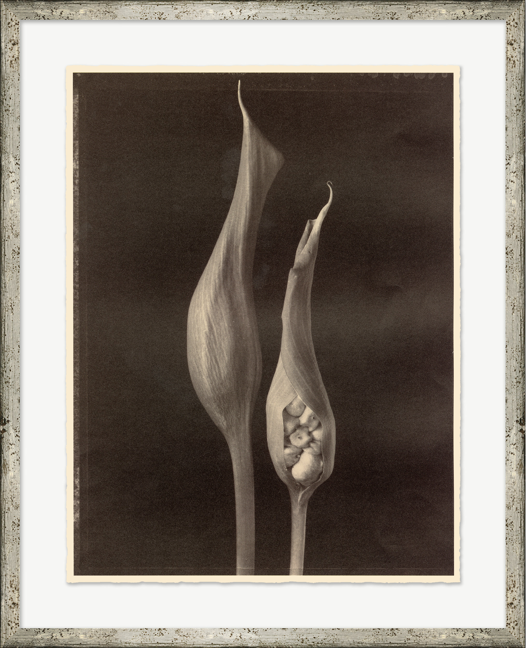 Soicher Marin Sepia Flowers 11 - Photograph | Wayfair