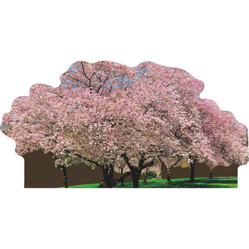 Wet Paint Printing SP13145 Cherry Blossom Washington DC Tree Cardboard ...