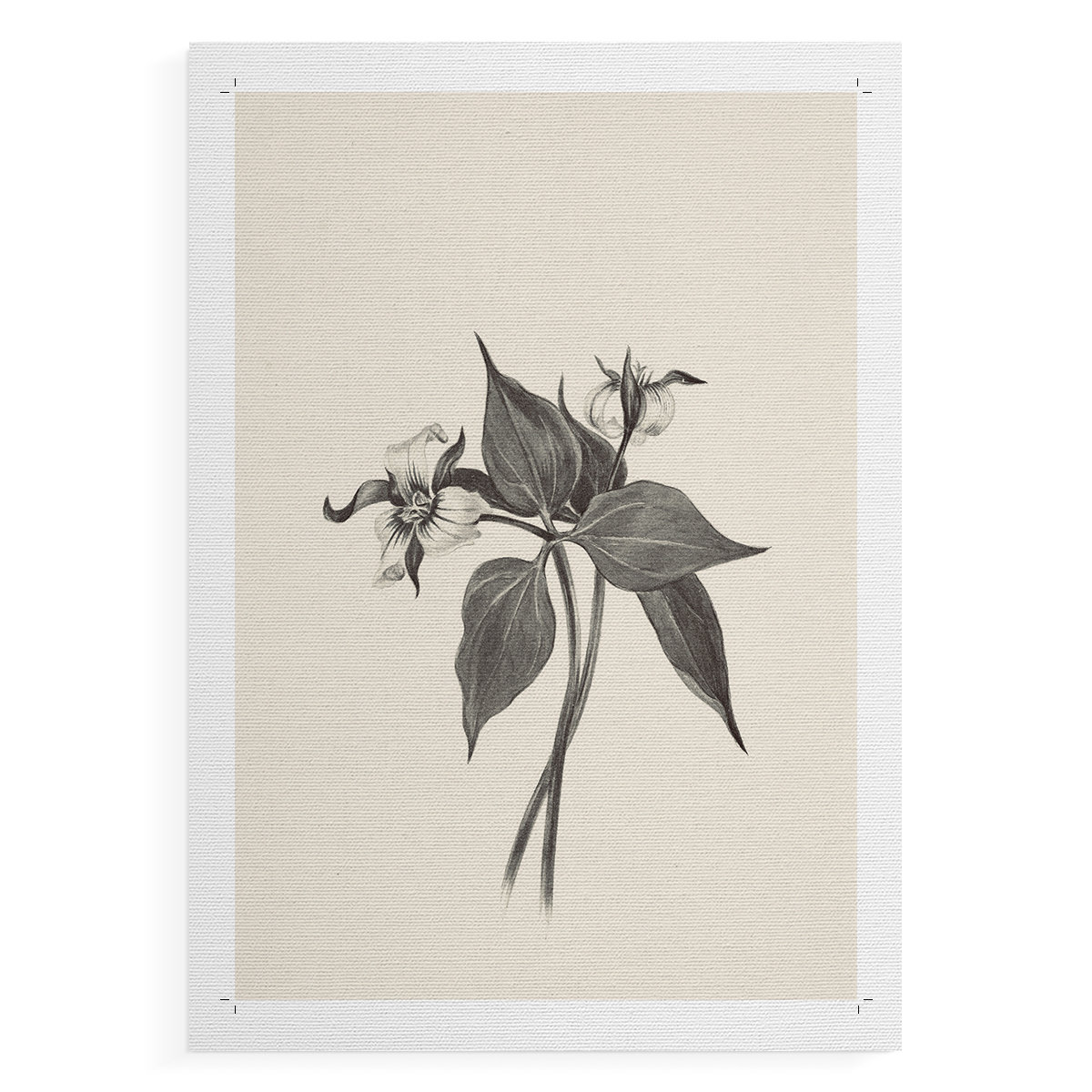 Alcott Hill Vintage Floral Print CLXX -Canvas Print Only - NOT FRAMED ...