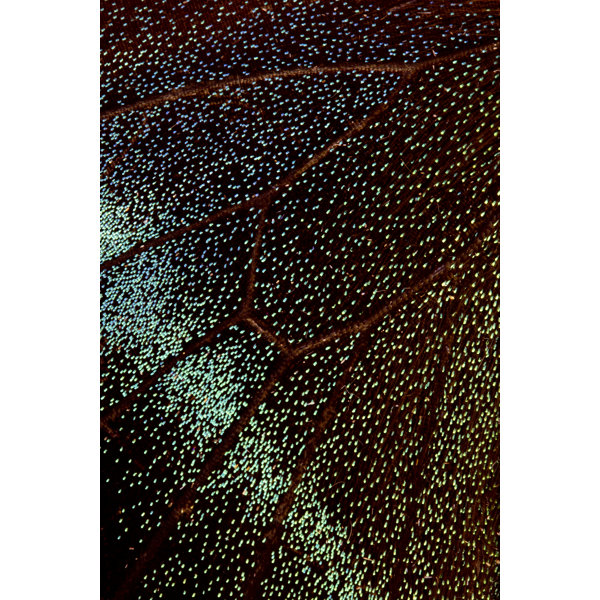 17 Stories Butterfly Wings by Shelly Still - Print | Wayfair.co.uk