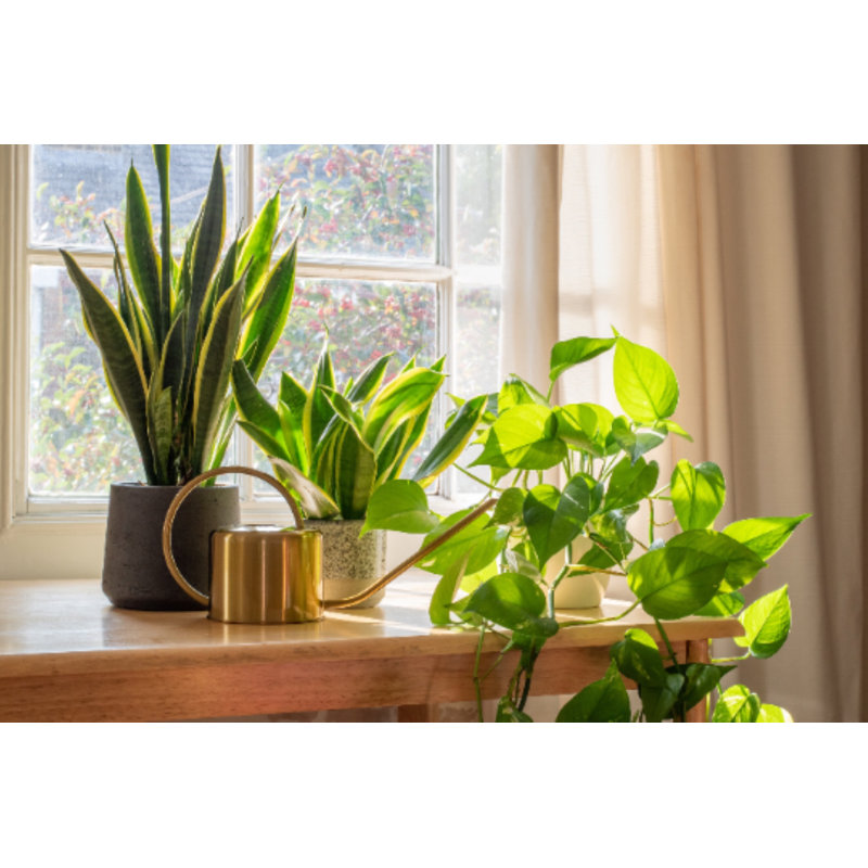 altima climbing pole