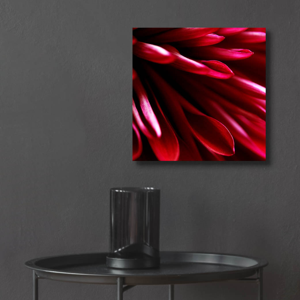Epic Art 'Red Chrysanthemum Close Up 02' By Tom Qu " Red Chrysanthemum ...