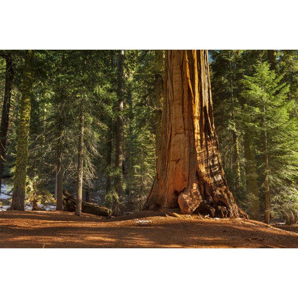 Alpen Home General Grant Grove Trees by Pgiam - No Frame Print on ...