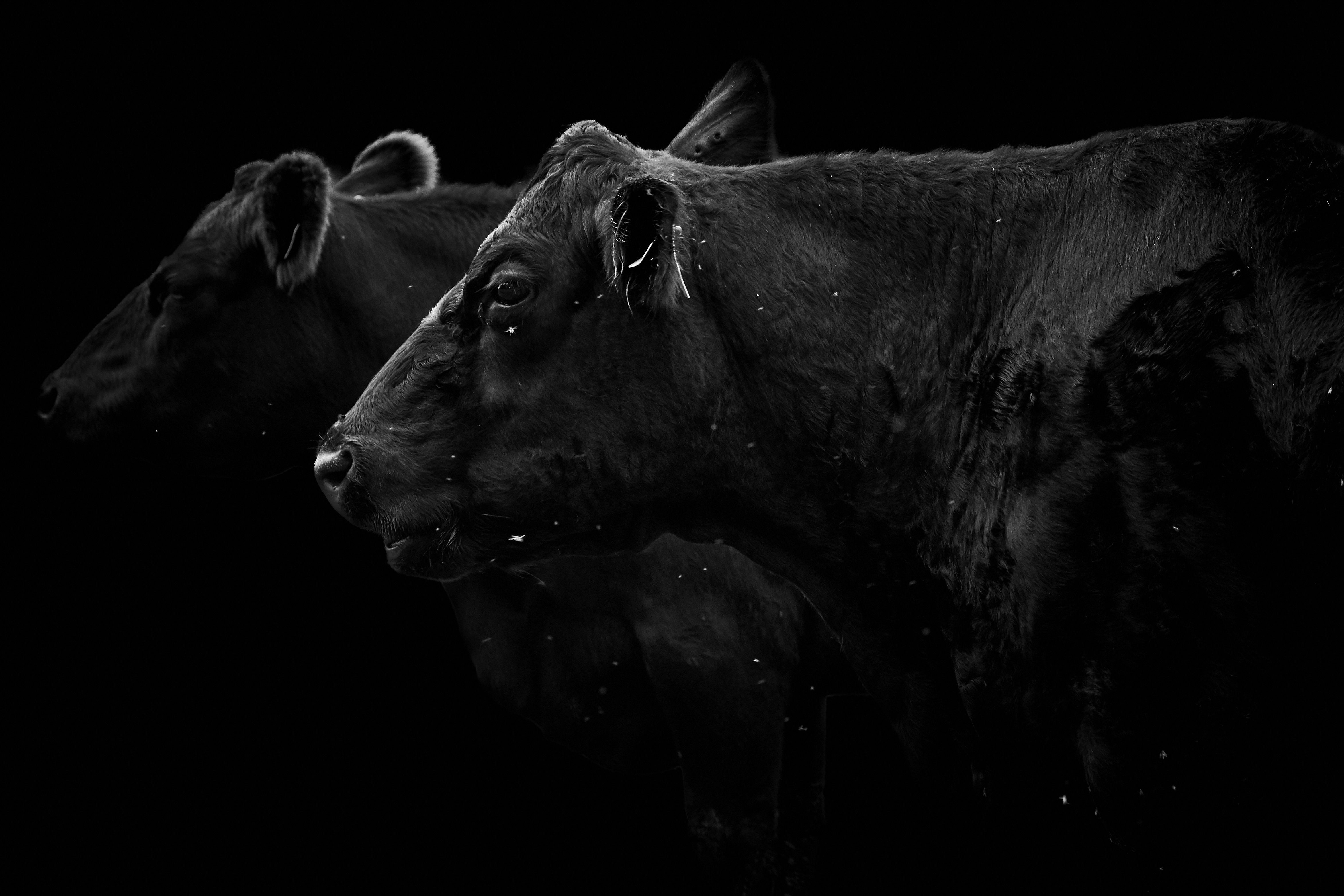 Foundry Select Hickerson Two Black Cows On Canvas by Thomas Marx Print ...
