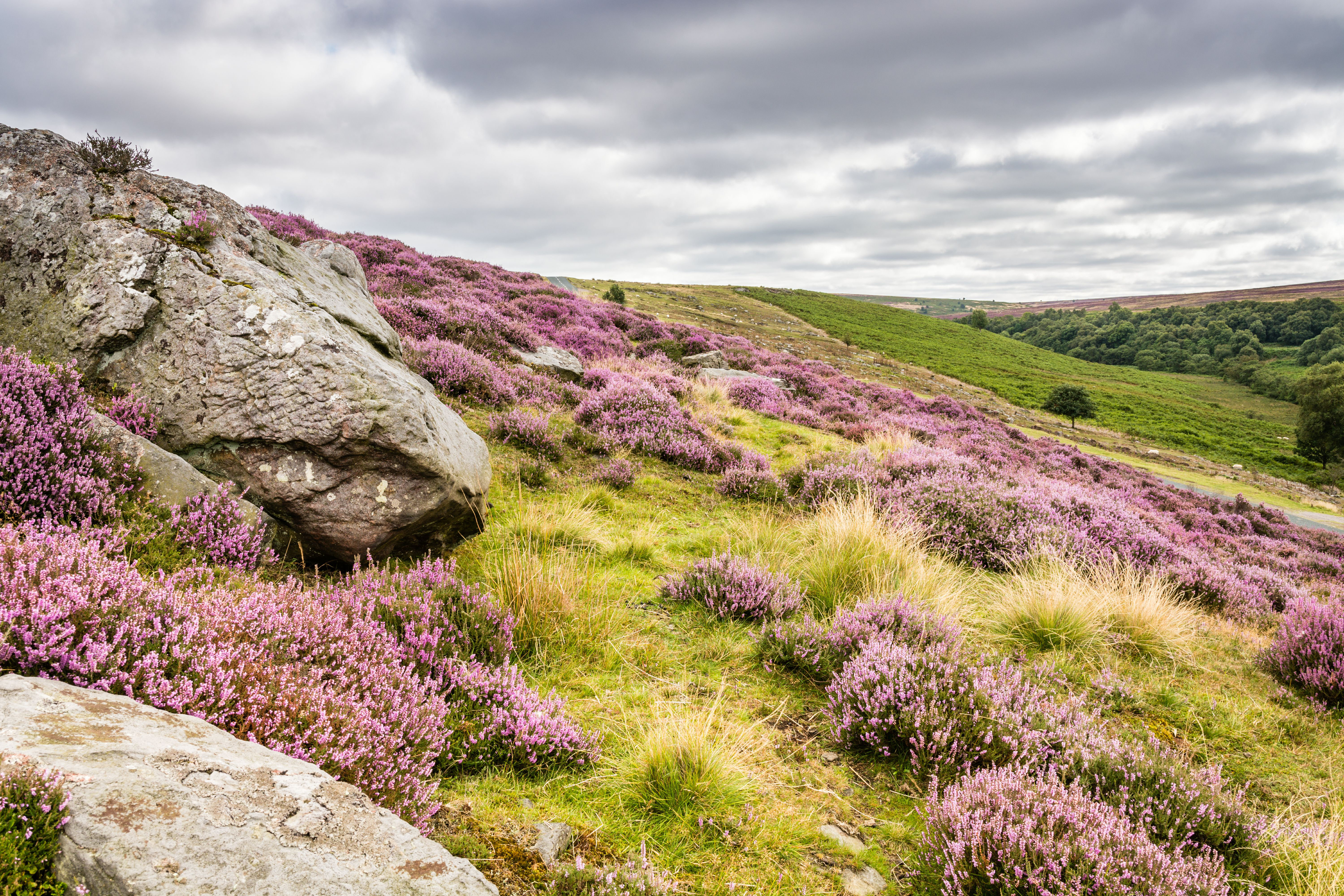 Millwood Pines Rolland Goathland Moor by - Wrapped Canvas Photograph ...