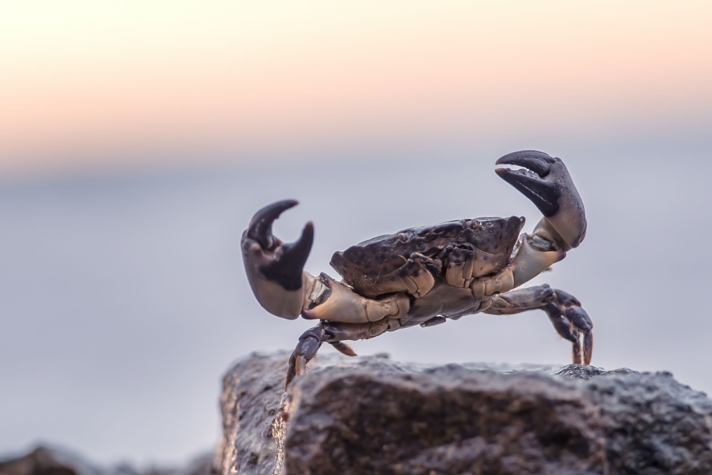 Highland Dunes Crab by Smitt - Wrapped Canvas Photograph - Wayfair Canada
