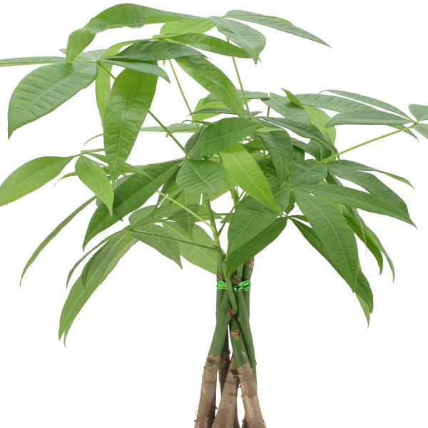 Arcadia Garden Products Live Money Tree in Pot & Reviews | Wayfair