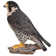Hi-Line Gift Ltd. Peregrine Falcon Statue & Reviews | Wayfair