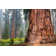 Union Rustic Giant Sequoia Trees - Wrapped Canvas Photograph | Wayfair ...